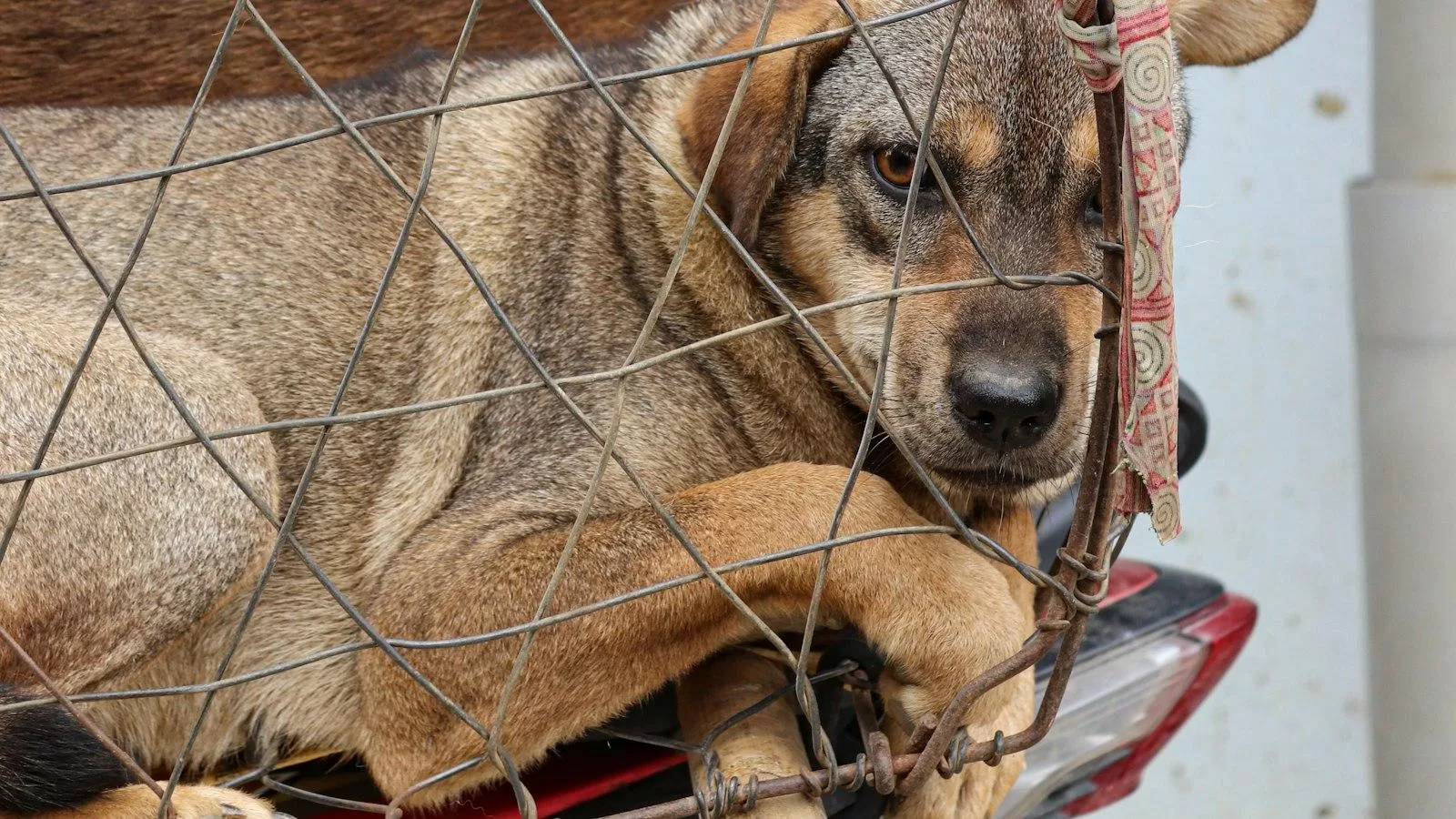 What Is IUD Removal: Overview, Benefits, And Expected Results - Adoctor