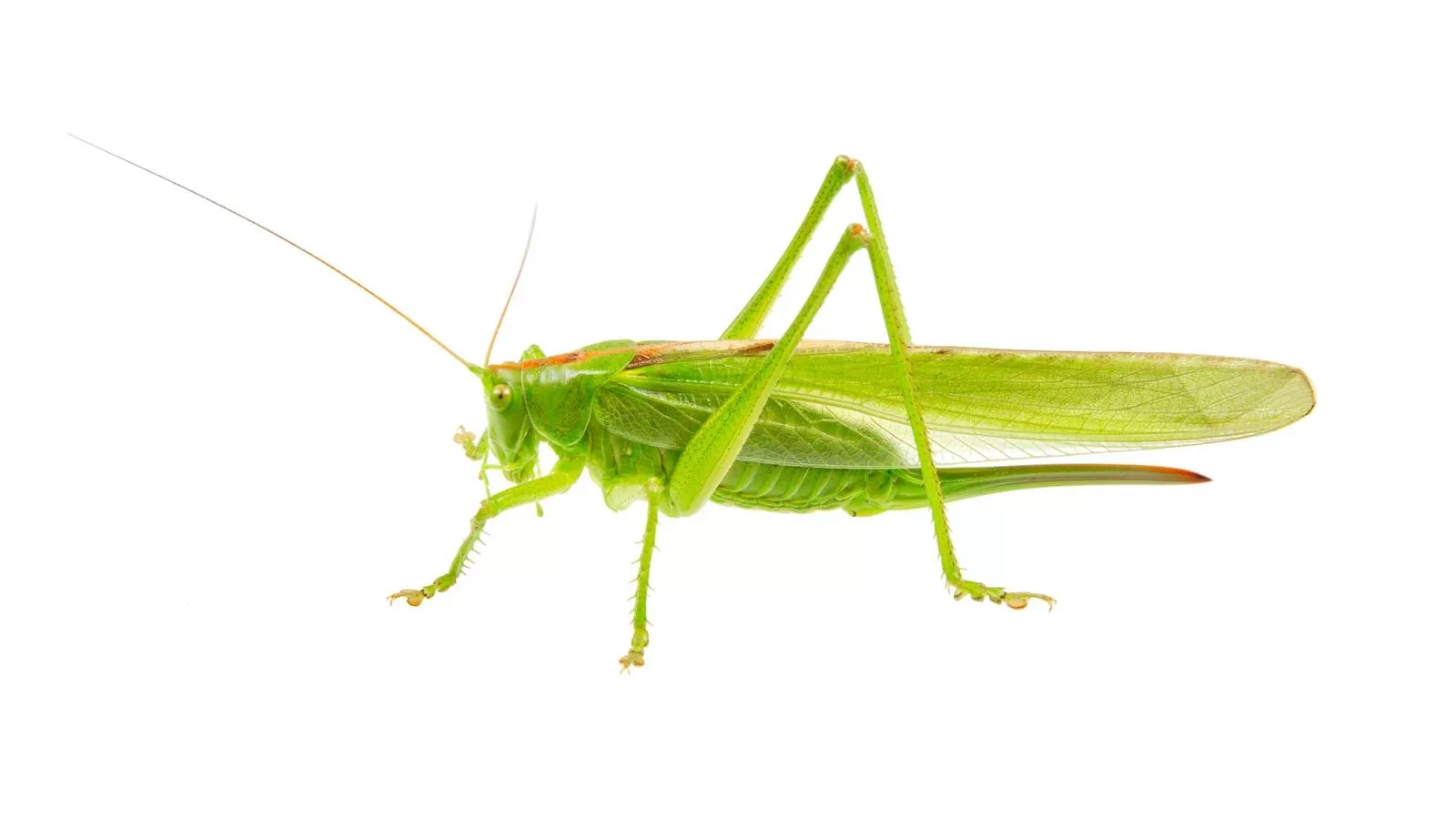 What Is Laparoscopic Oesophagomyotomy With Fundoplasty: Overview ...